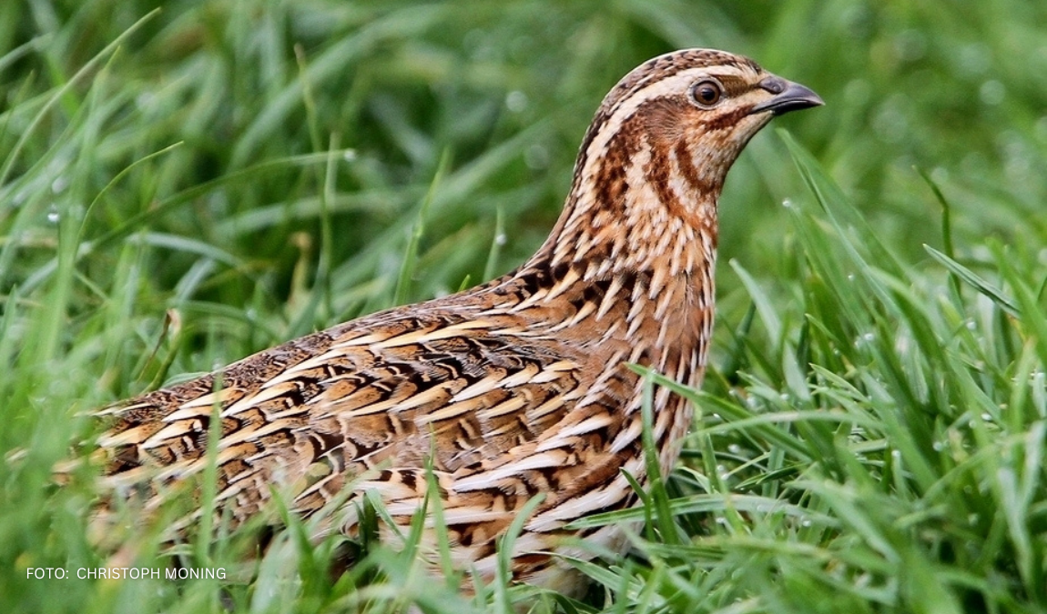 Protected species of the month: Common Quail - Latvijas Sarkanā grāmata