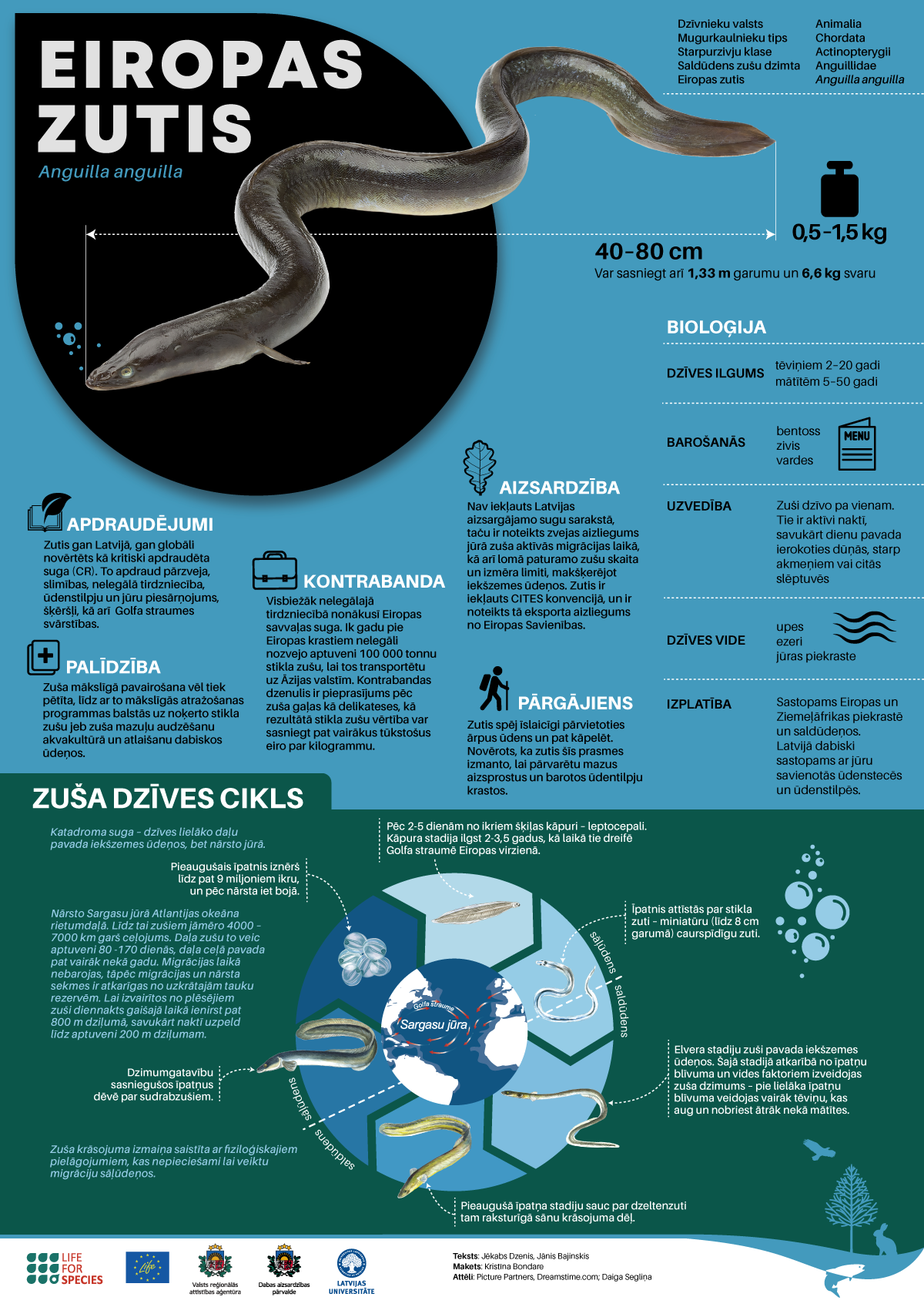 Protected species of the month: European eel - Latvijas Sarkanā grāmata