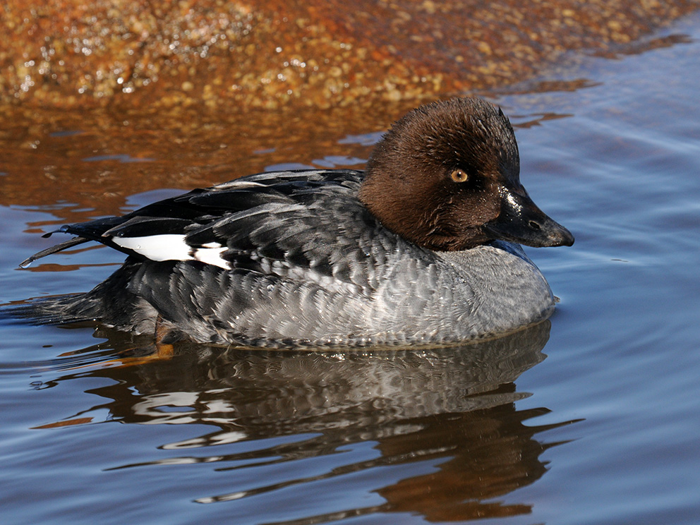 Gaigala - Latvijas Sarkanā grāmata