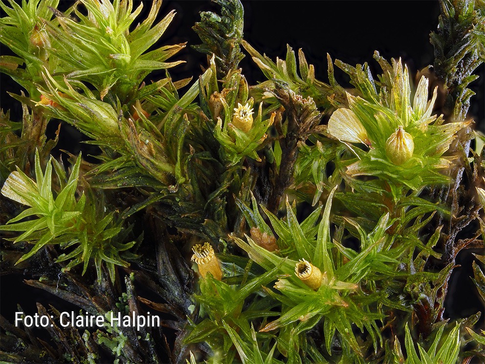 Lēverzobu matcepurene - Latvijas Sarkanā grāmata