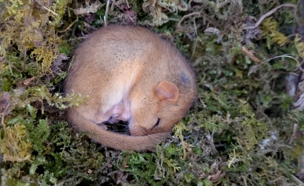Decembra mēneša aizsargājamā suga - mazais susuris - Latvijas Sarkanā ...